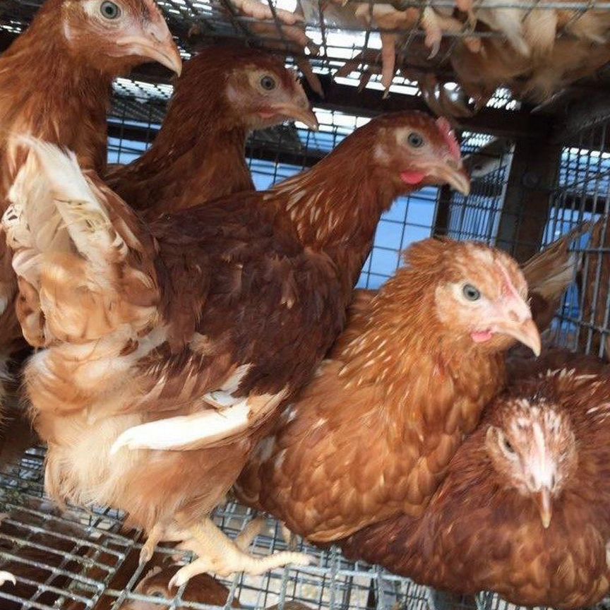 Куры несушки