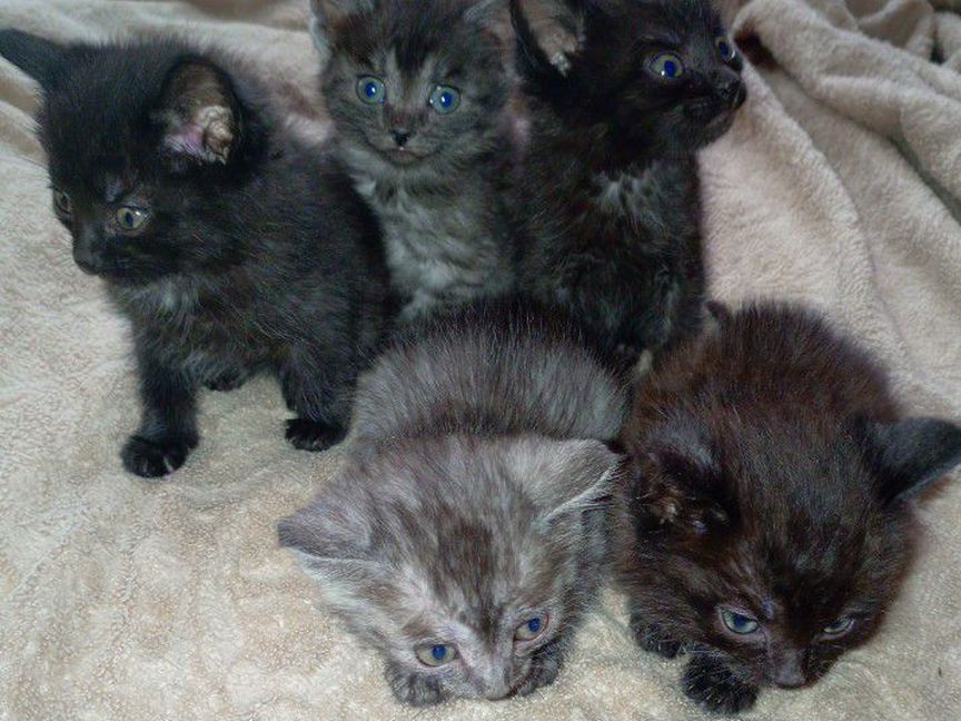 Котики в добрые руки