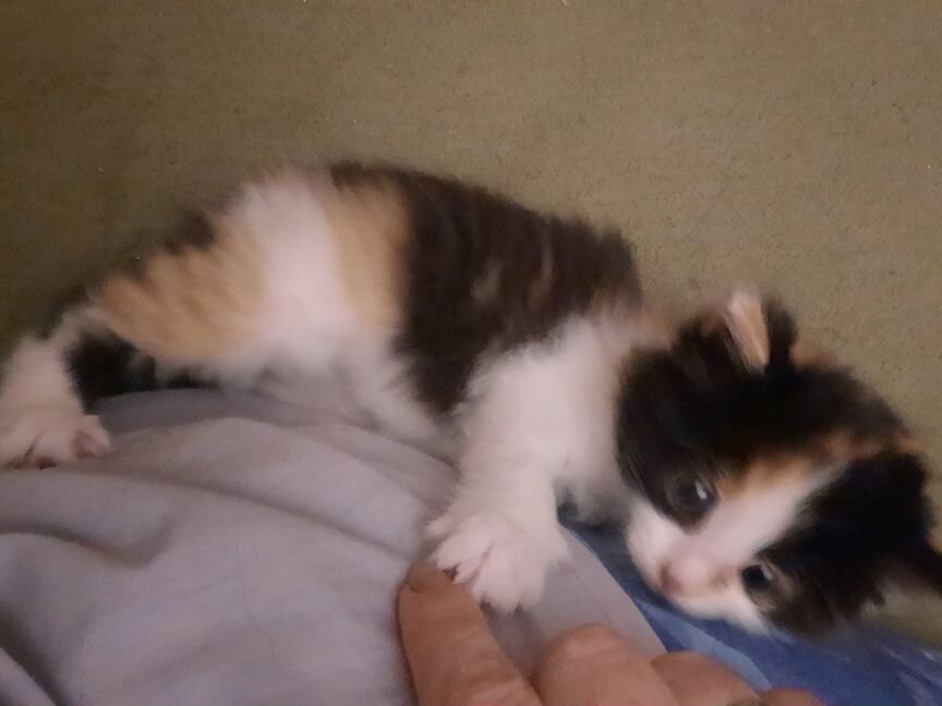 Котёнок в добрые руки