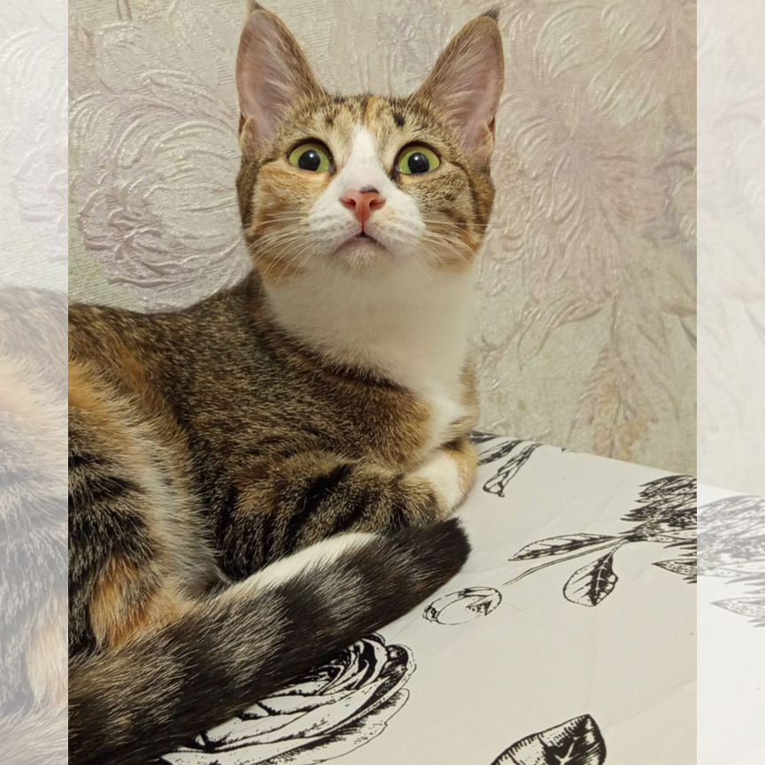 Взрослая, кошка в добрые руки