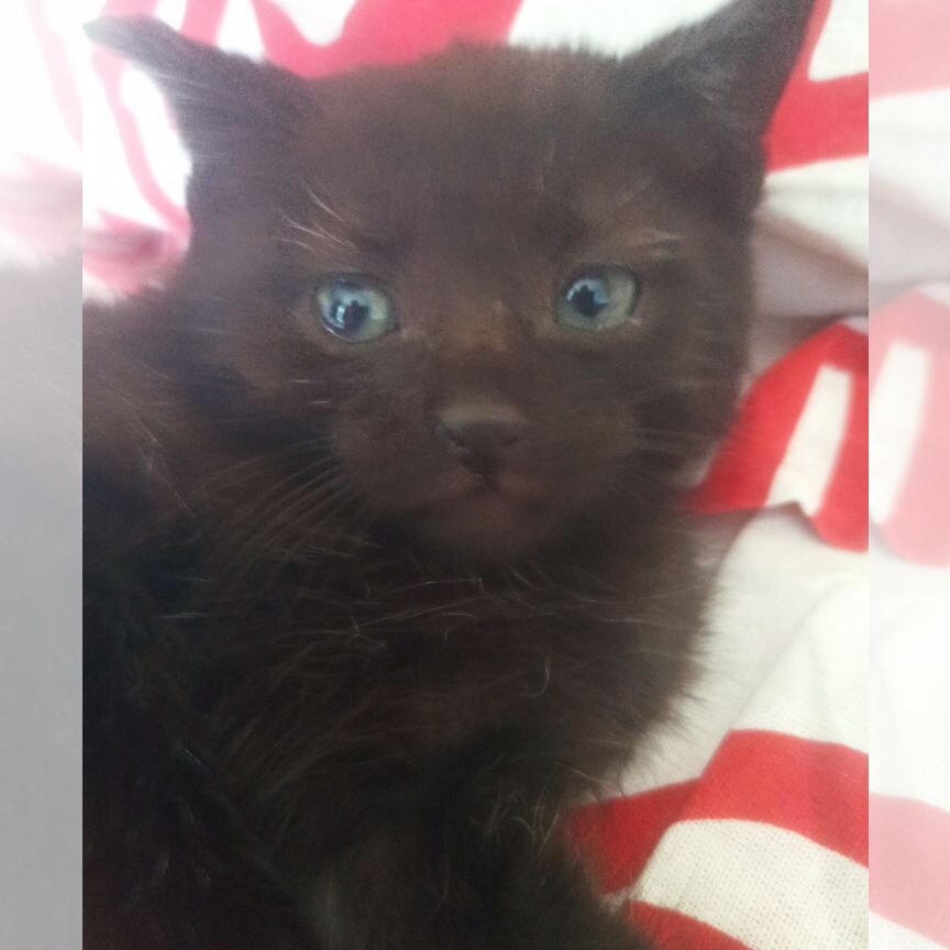 Чёрный котёнок мальчик 1 месяц