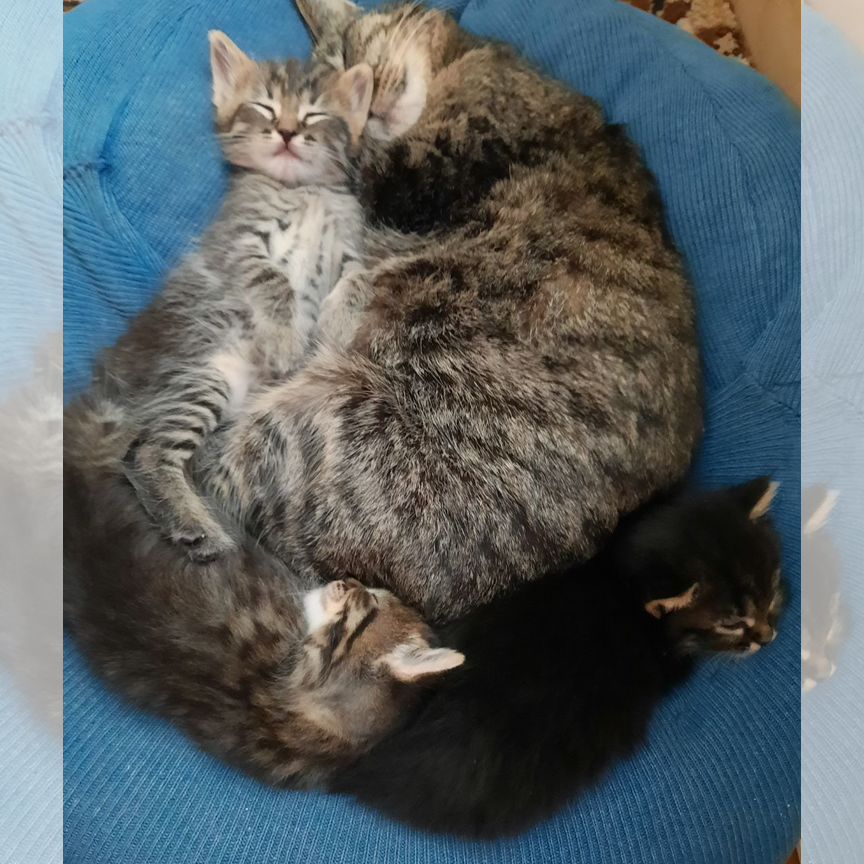 Шотландский прямоухий короткошёрстный котёнок