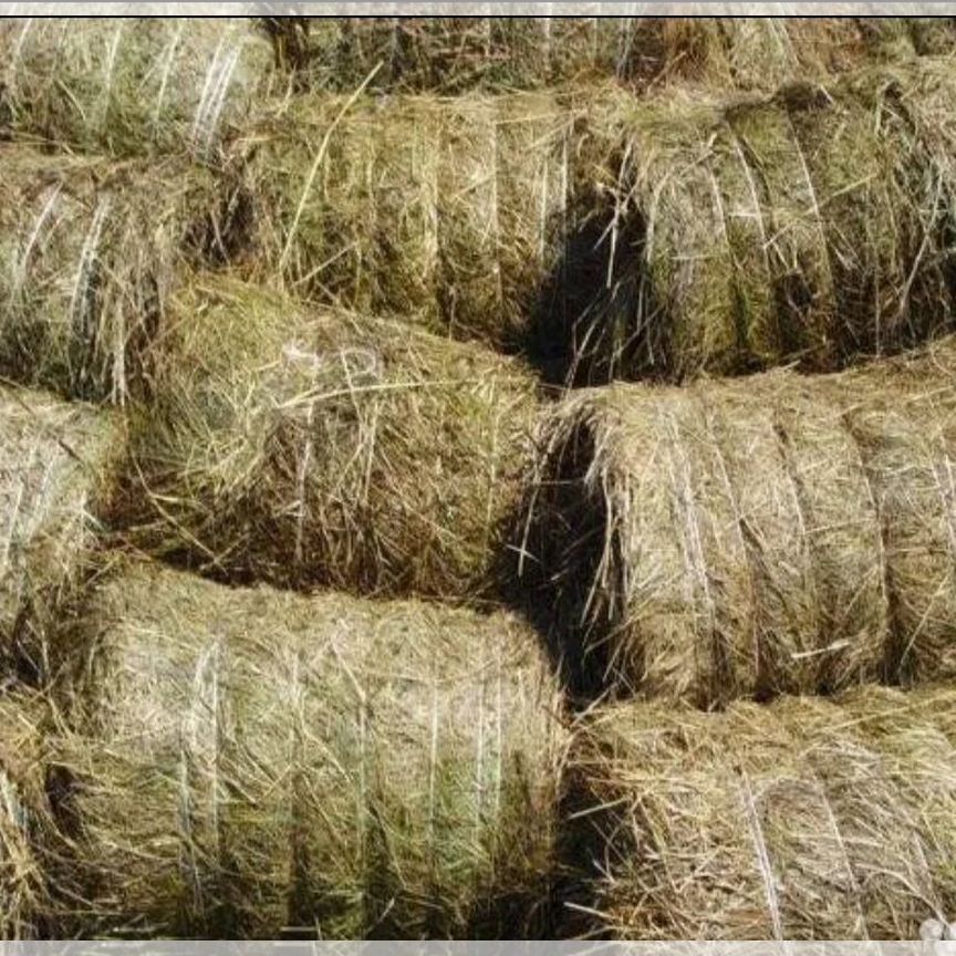 Продам сено в рулонах