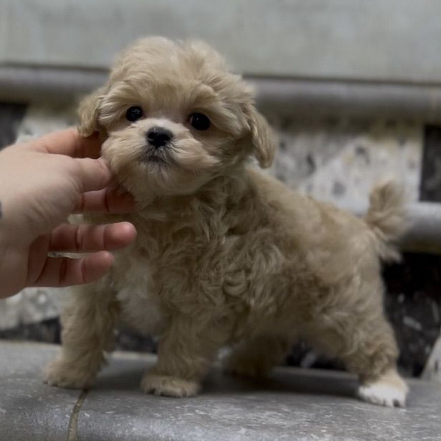 Мальтипу, щенок