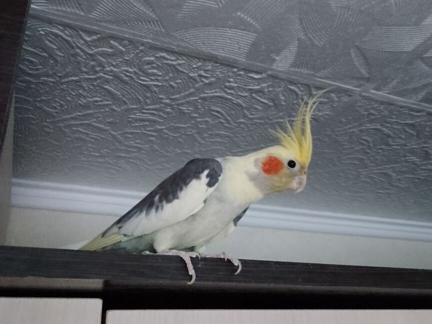 Попугай карэлла