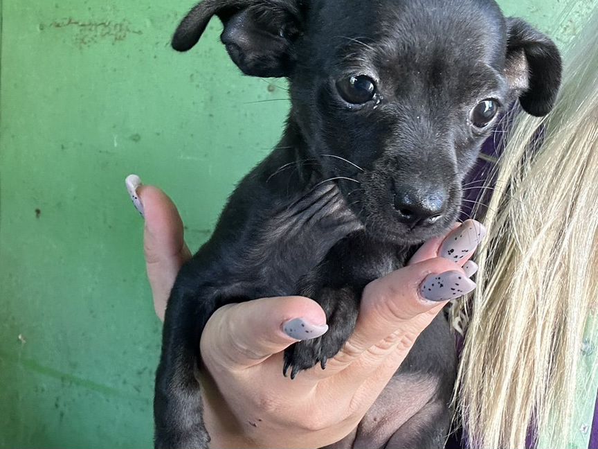 Той-терьер щенки