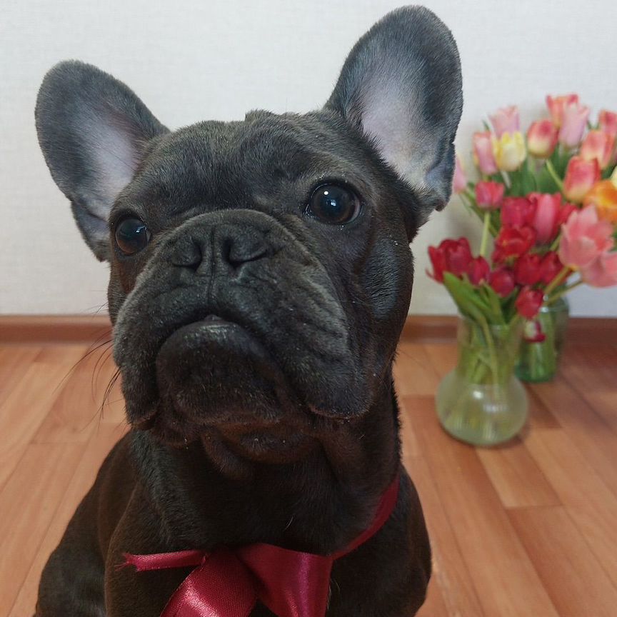 Французский бульдог, вязка