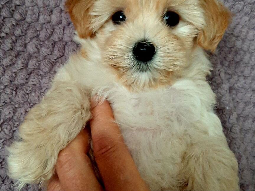 Мальтипу F1 micro