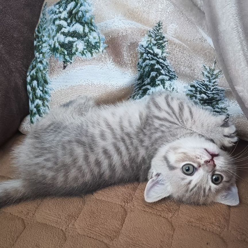 Шотландский прямоухий короткошёрстный котёнок