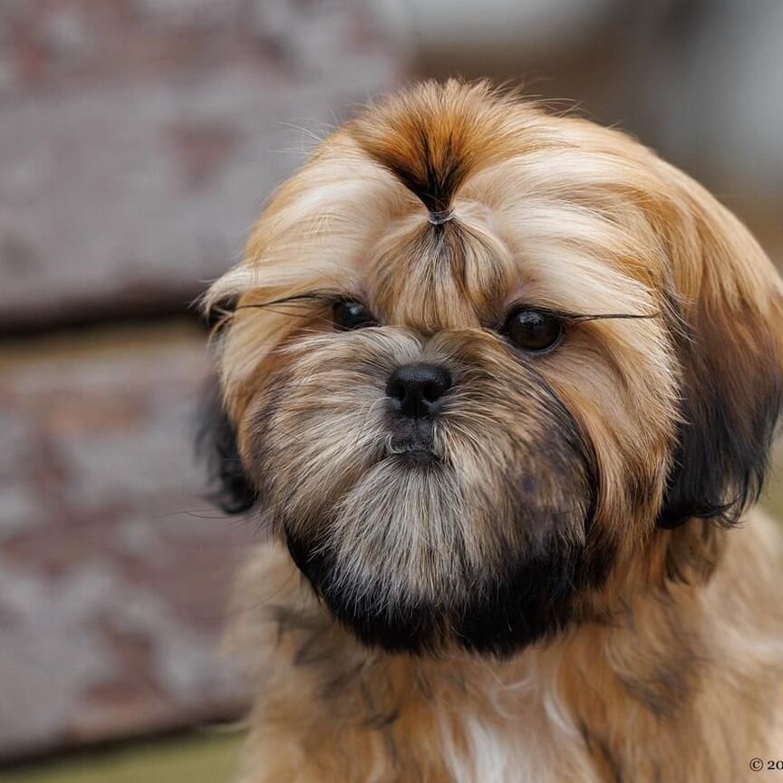 Щенки ши-тцу