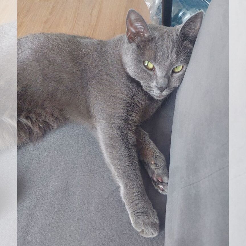 Взрослая, кошка в добрые руки