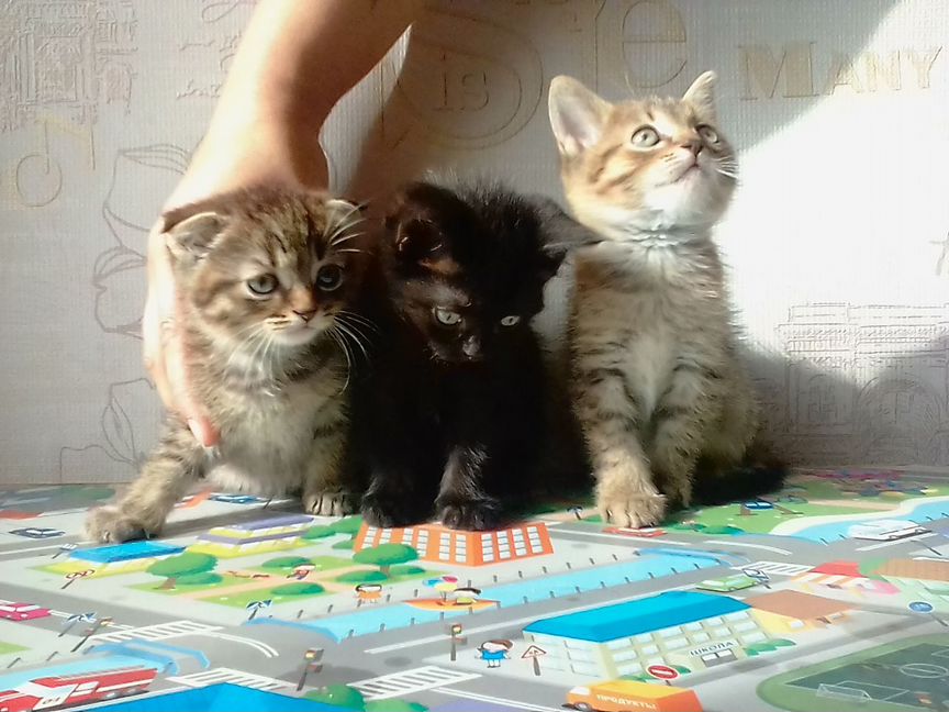 Шотландские вислоухие котята