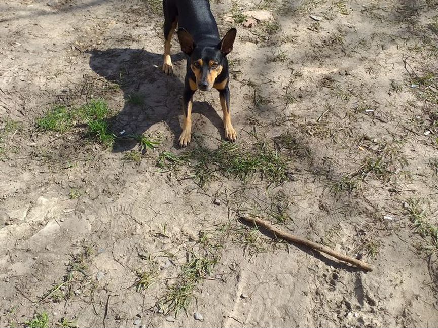 Той терьер вязка