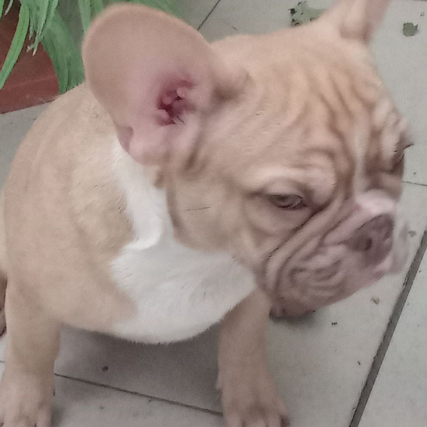 Изабелловый малыш 6 месяцев