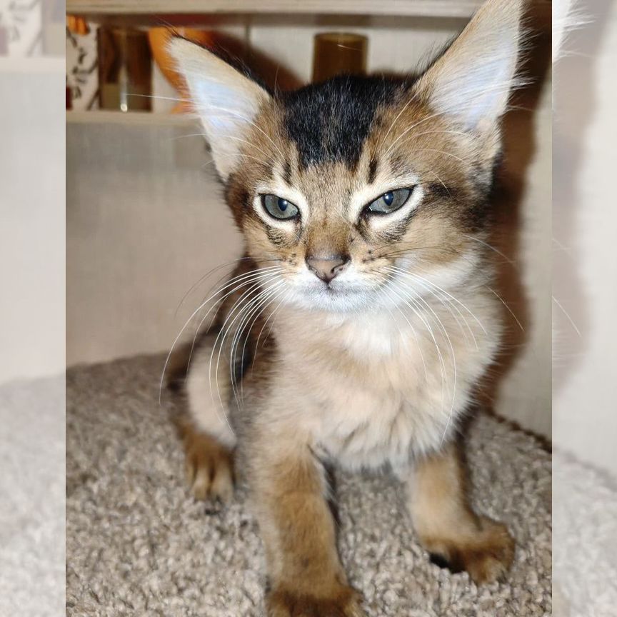Сомалийский котёнок