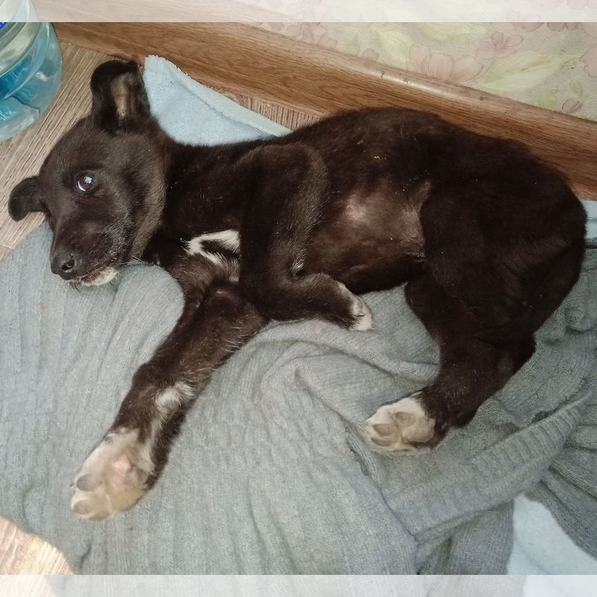 Щенок в добрые руки