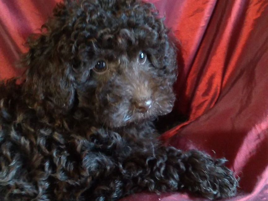 Щенки той пуделя