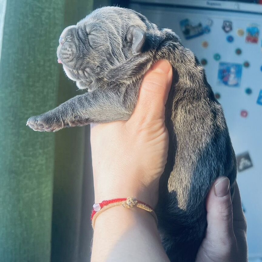 Щенки кане корсо