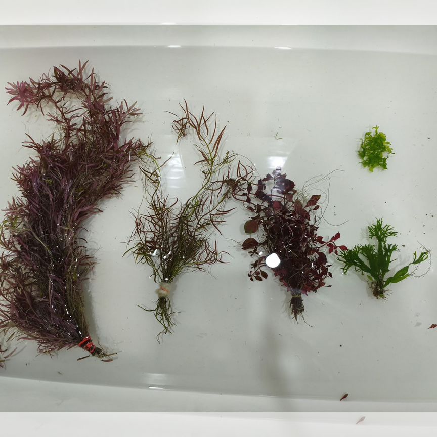 Аквариумная прополка