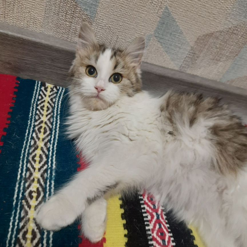 Котёнок в добрые руки