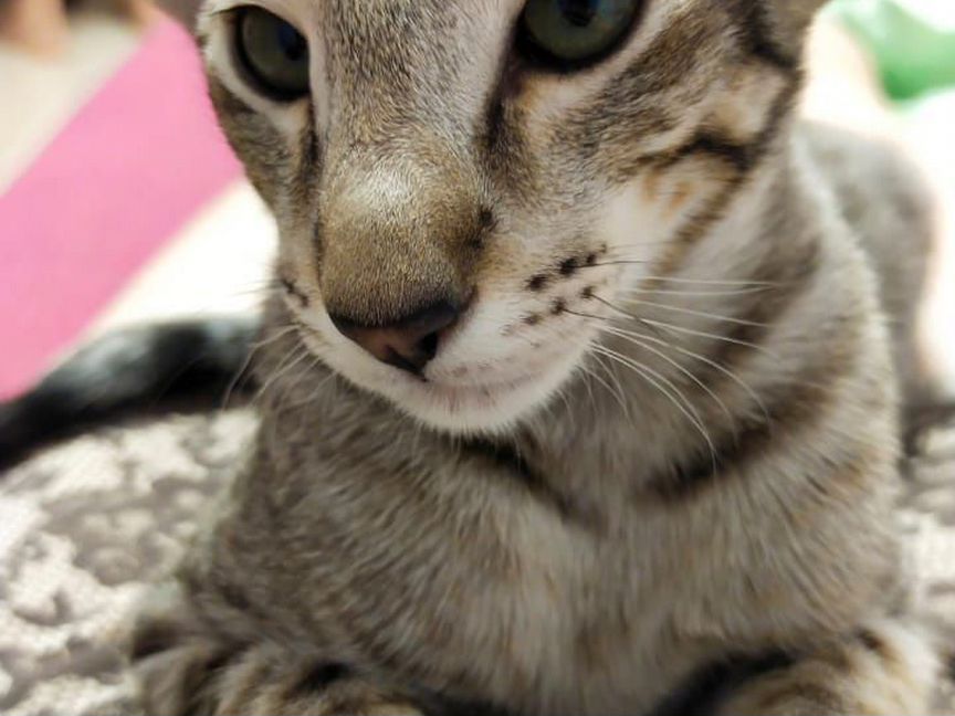 Ориентальные котята