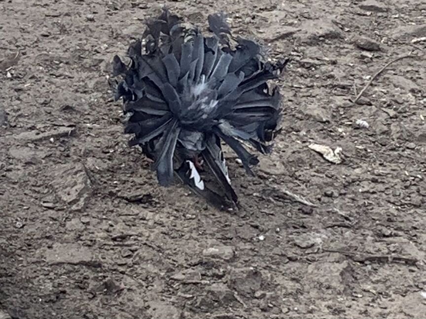 Голуби павлины