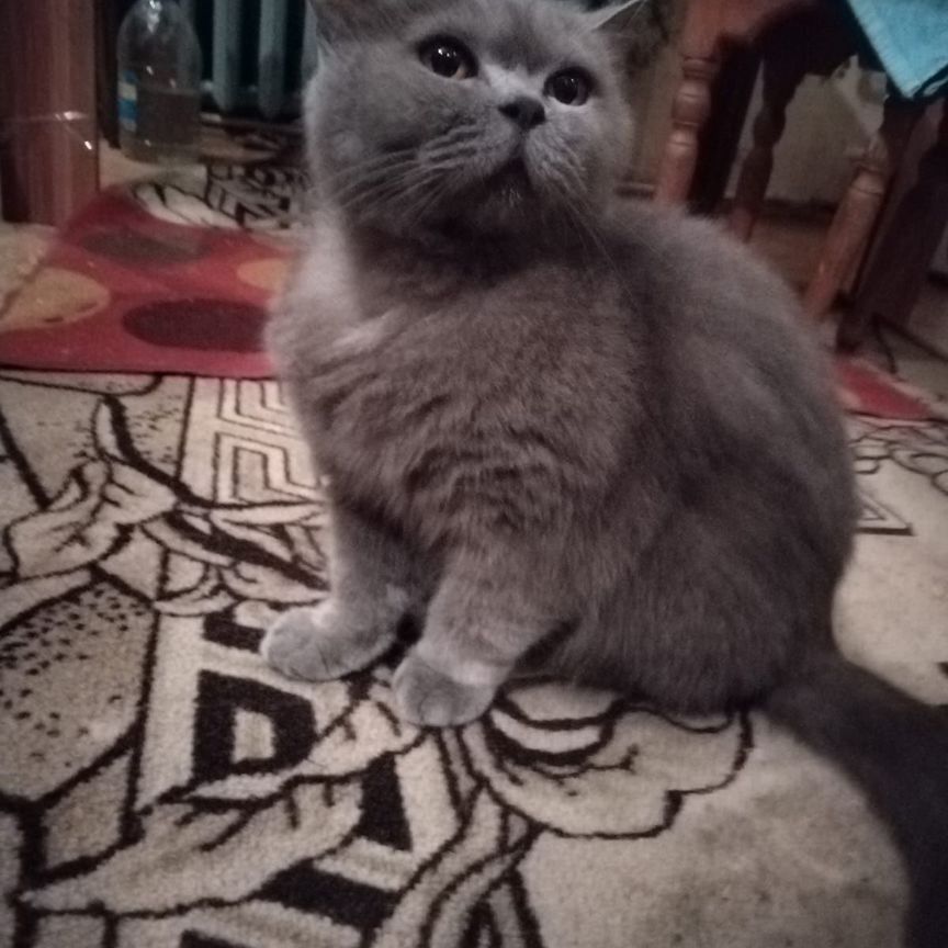 Британский Котик в беде. Ищет дом