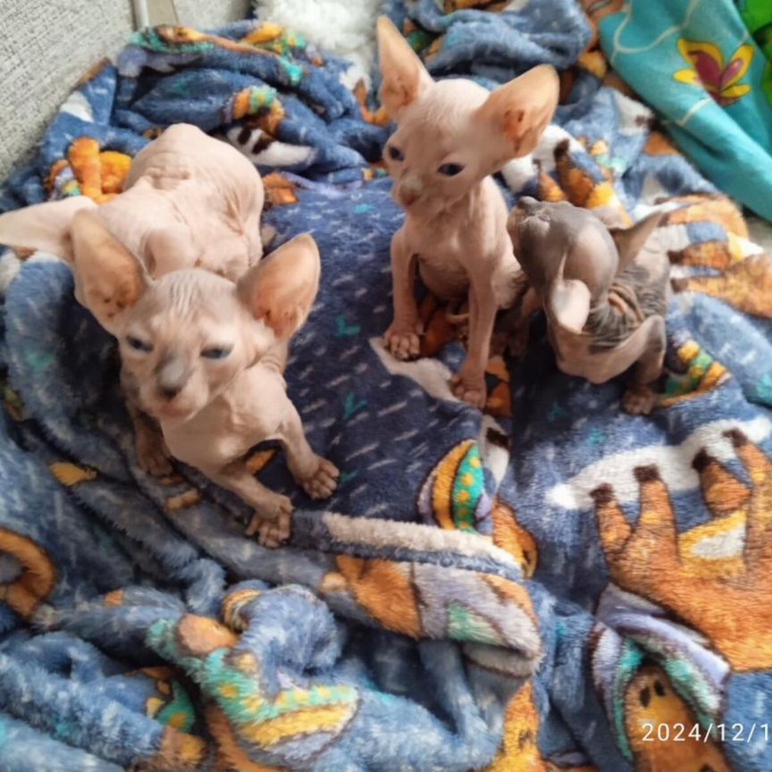 Канадский сфинкс котенок
