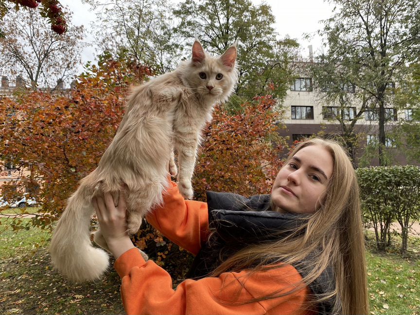 Котик Мейн Кун