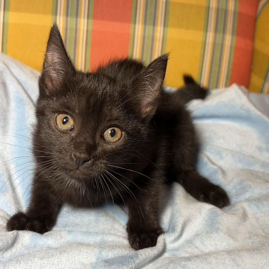 Шоколадная кошечка в добрые руки