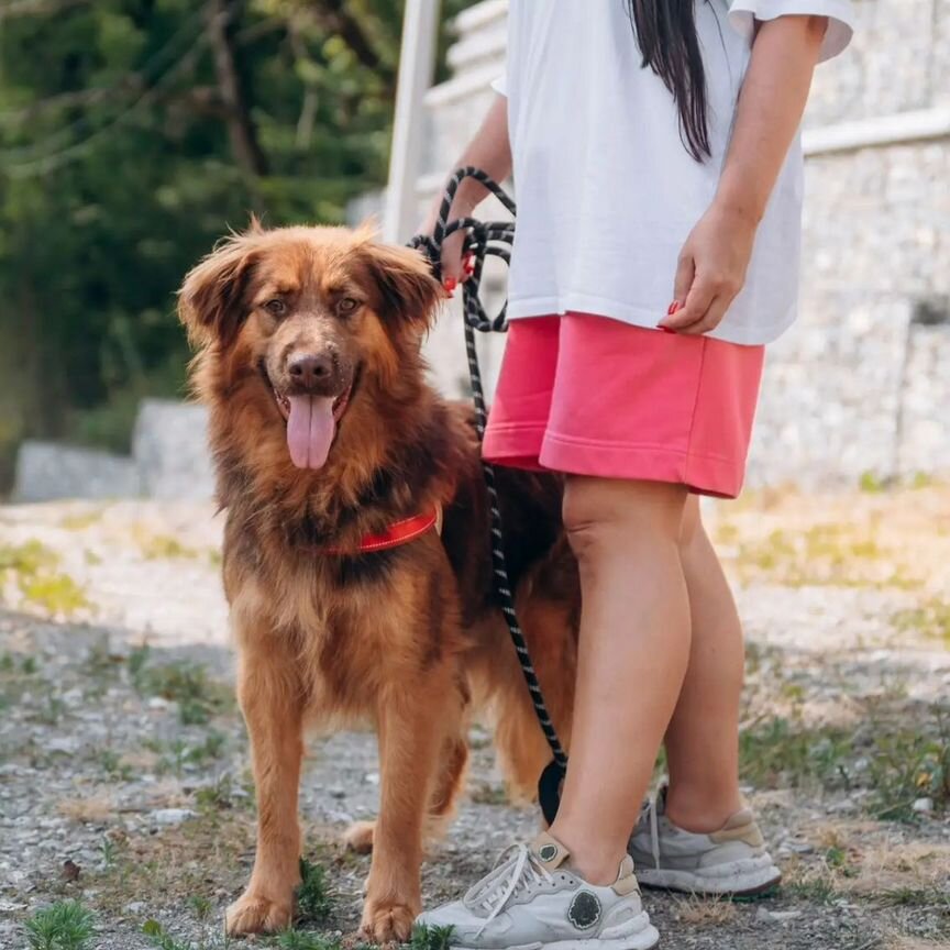 Бордер-колли, взрослый пёс