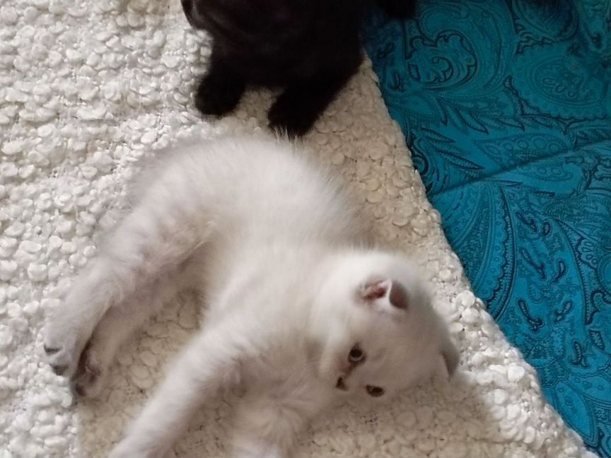 Котята - Шотландская вислоухая
