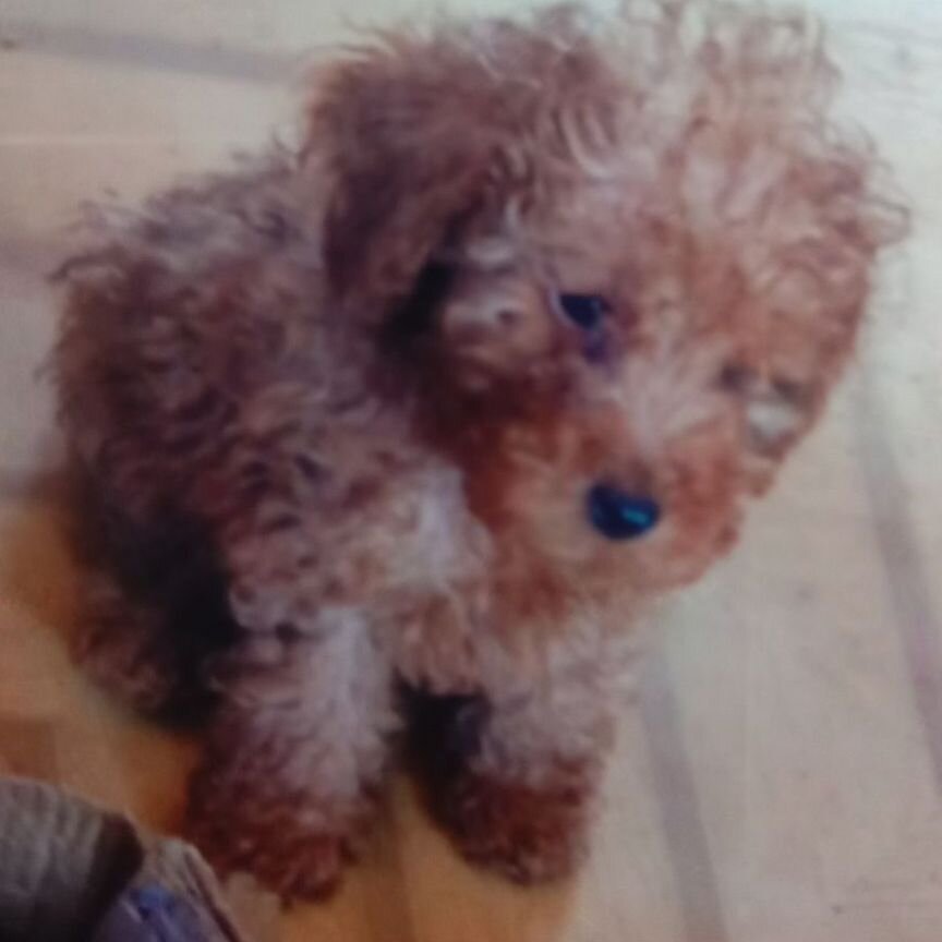 Пудель, щенок