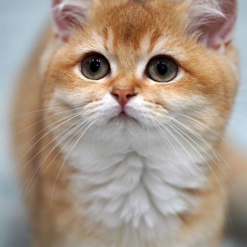 Британская золотая шиншилла