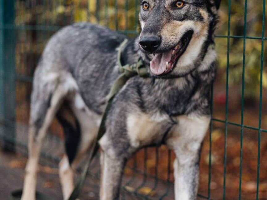 Собачка Блюм начинает прогулки