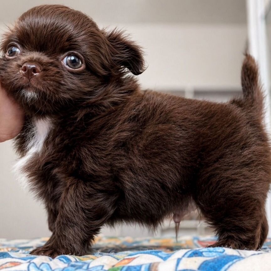 Чихуахуа, щенок