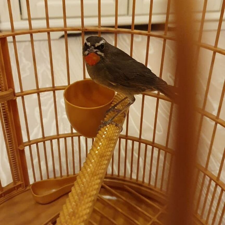 Певчие птицы