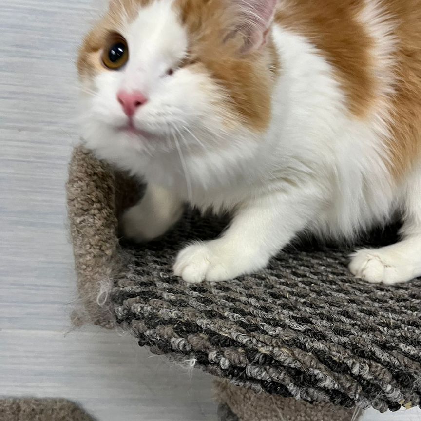 Котенок для человека с добрым сердцем