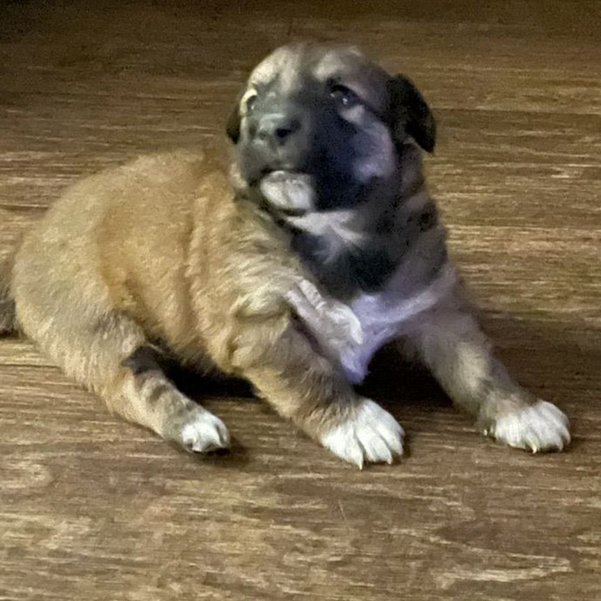 Немецкая овчарка, щенок