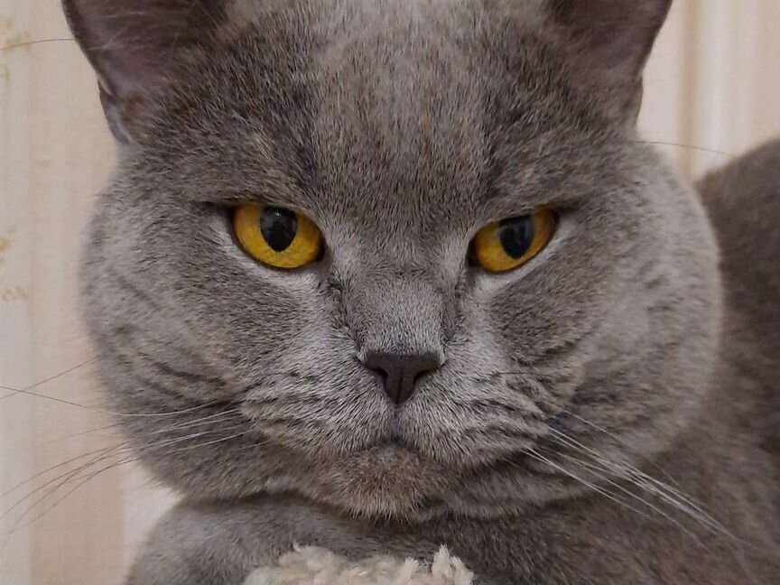 Красивый шотландский жених вязка