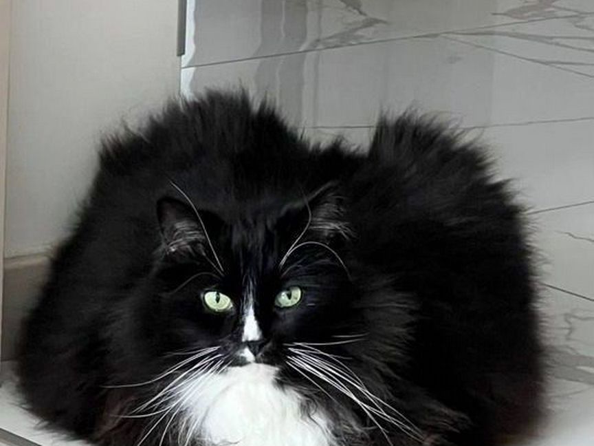 Кот-лев для вашего королевства