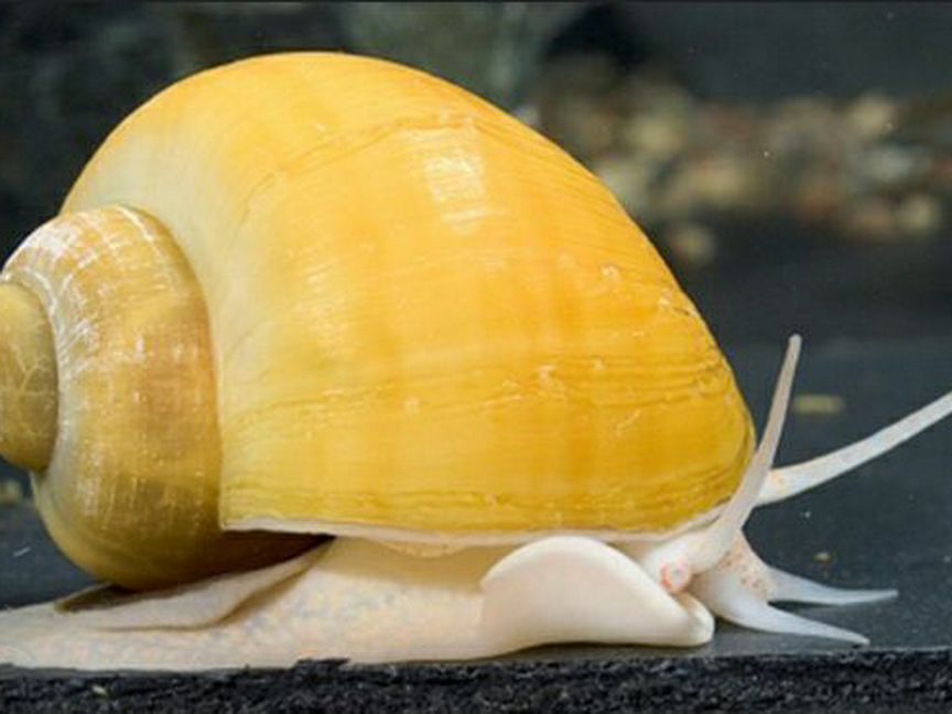 Улитки аквариумные ампулярии