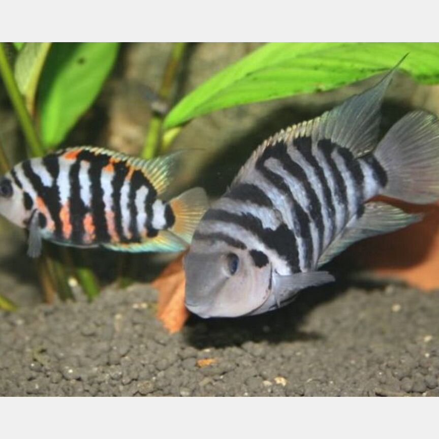 Цыхлазома чернополосая