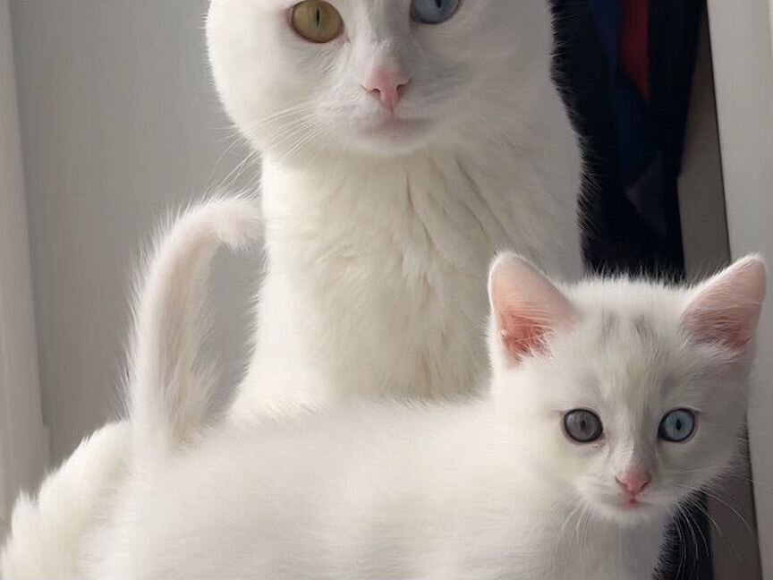 Котёнок в добрые руки породы Као мани