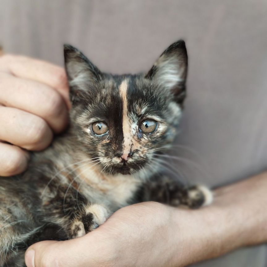 Котенок 2 месяца. От кошки мышеловки