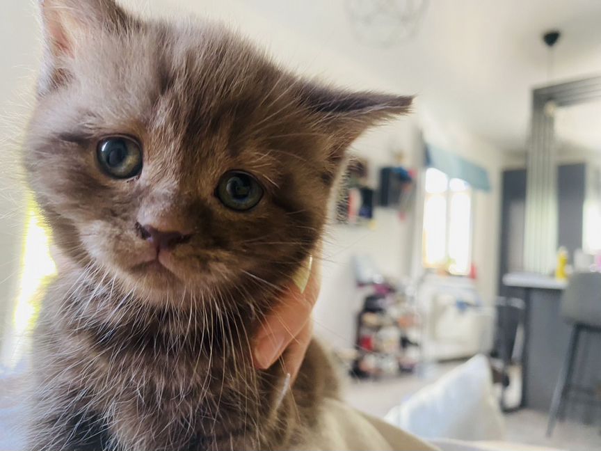 Котята шотланской