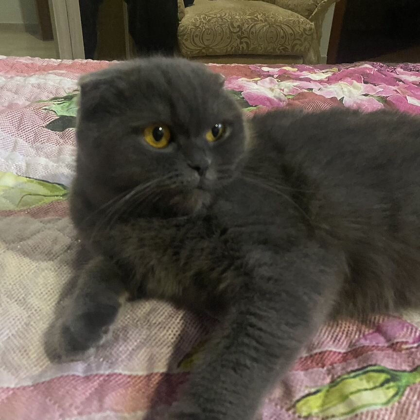 Шотландская