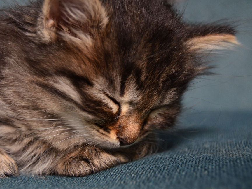 Кошечка