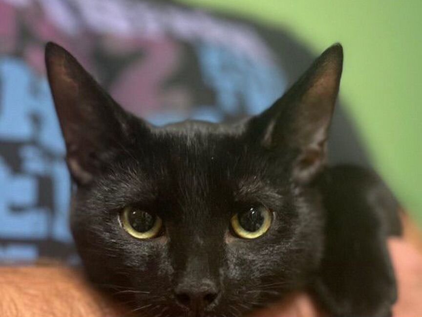 Пластилиновый черный котенок в добрые руки дар