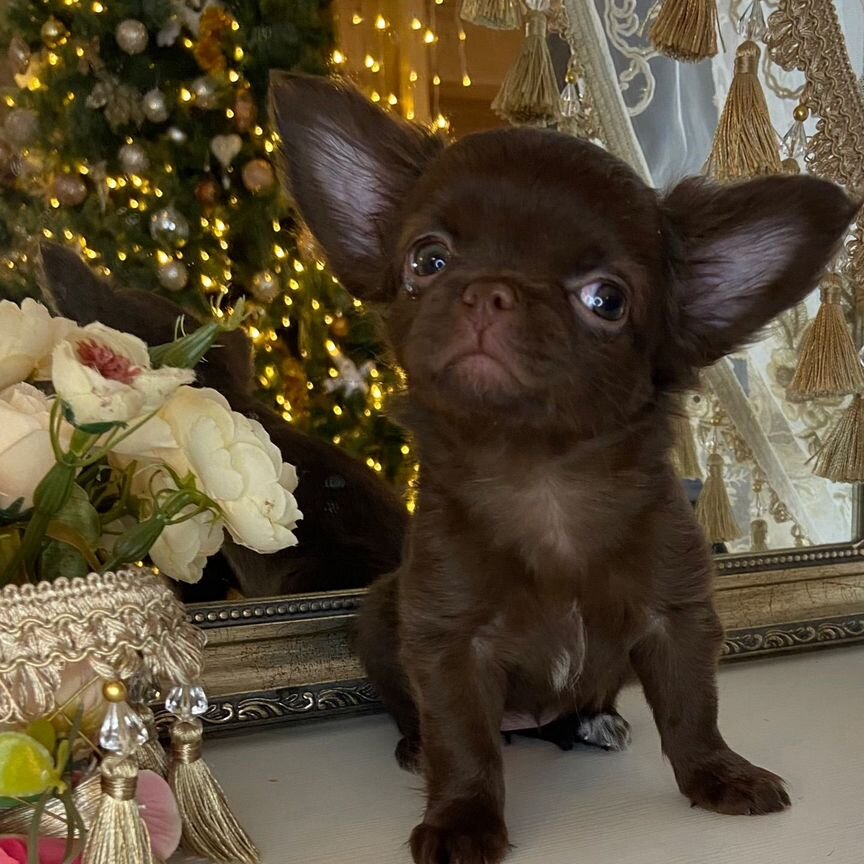 Миниатюрная девочка чихуахуа